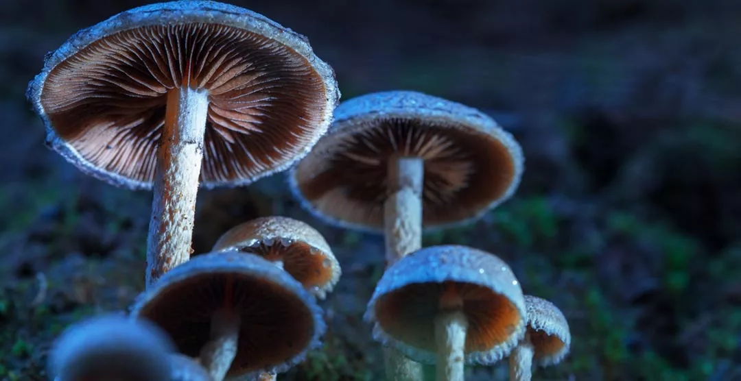 DMT Addiction Treatment | South Shores | Get Our Help 24/7